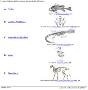 Systematik der Wirbeltiere - digbi.net