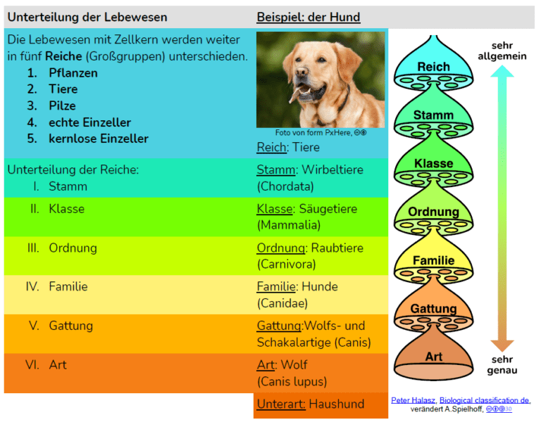 Systematik der Lebewesen - digbi.net