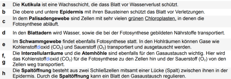 Aufbau Laubblatt - digbi.net