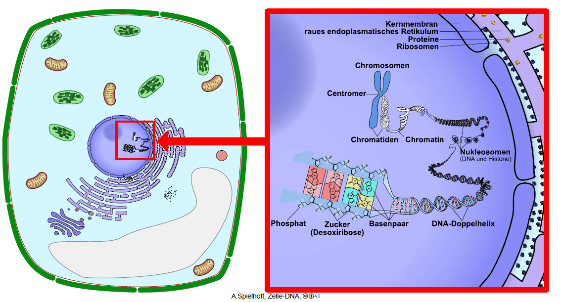 Zellkern und die DNA - digbi.net